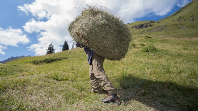 Arbeitsbedingungen für Bauern - Sorgen auf der Alp - News - SRF