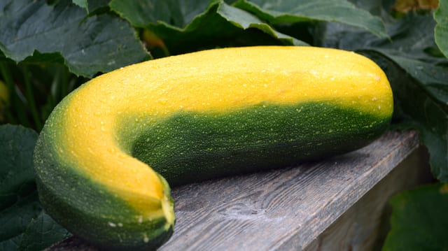 Zucchetti Rezepte - Wie das Allerwelts-Gemüse Zucchetti zur Delikatesse ...