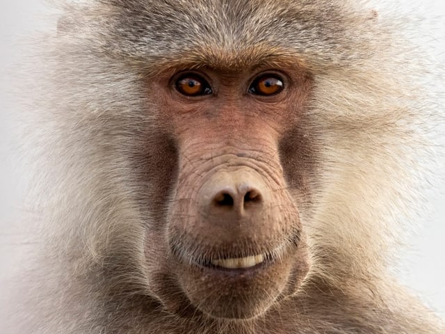 Witzige Tierfotos - So urkomisch und charmant können Tiere sein ...