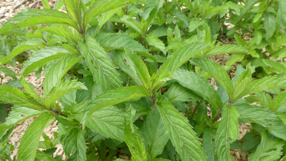 So machen Minzen doppelt Freude - Ratgeber - SRF