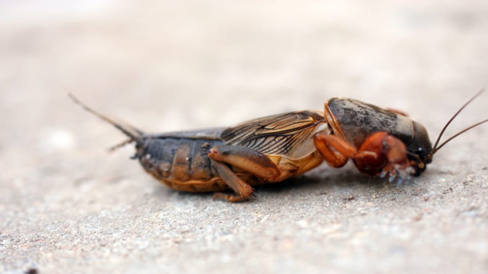 Werren im Garten: leben lassen oder bekämpfen? - Ratgeber - SRF
