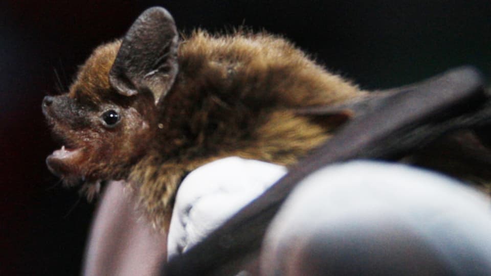 Stark bedroht: die Fledermaus - Ratgeber - SRF