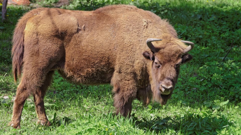 Das Wisent- der Europäische Bison - Ratgeber - SRF