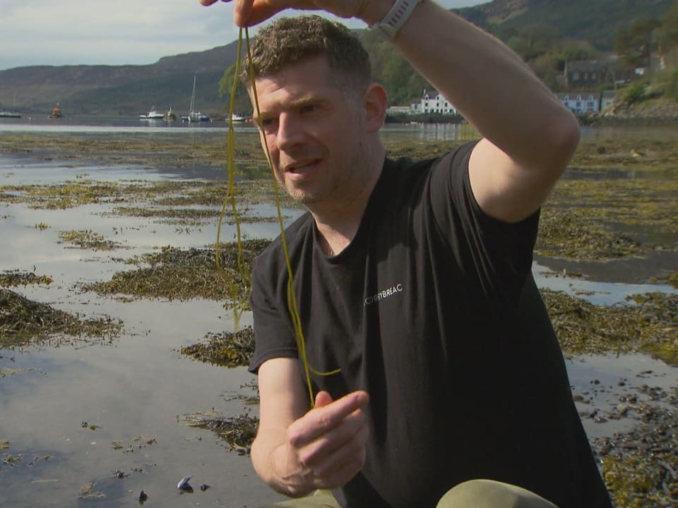 Seetang in Schottland - Vom Nahrungsmittel bis zum Biodünger: die ...