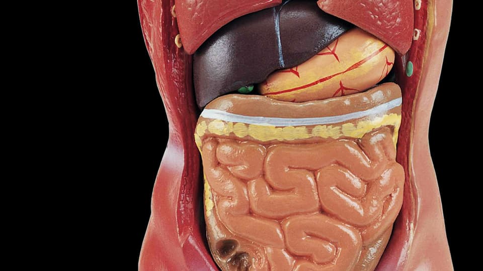 Woher das Bauchweh kommen kann - Wissen - SRF