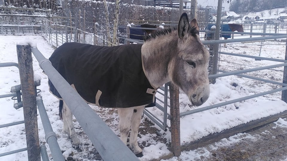 Artenschutz lohnt sich - Warum Esel mehr wert sind als sie kosten ...