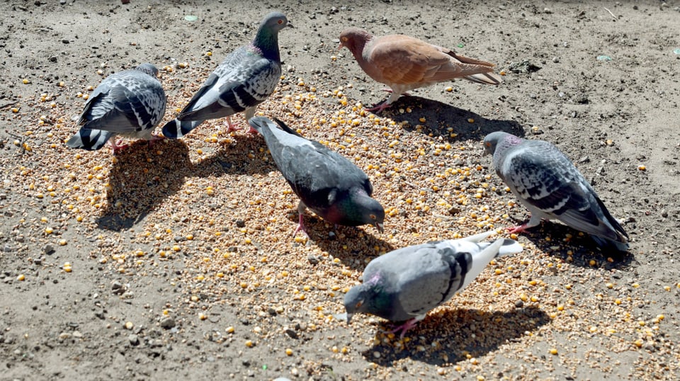 Gegen Taubenplage in Basel - Helfen Taubenschläge im Kampf gegen die ...