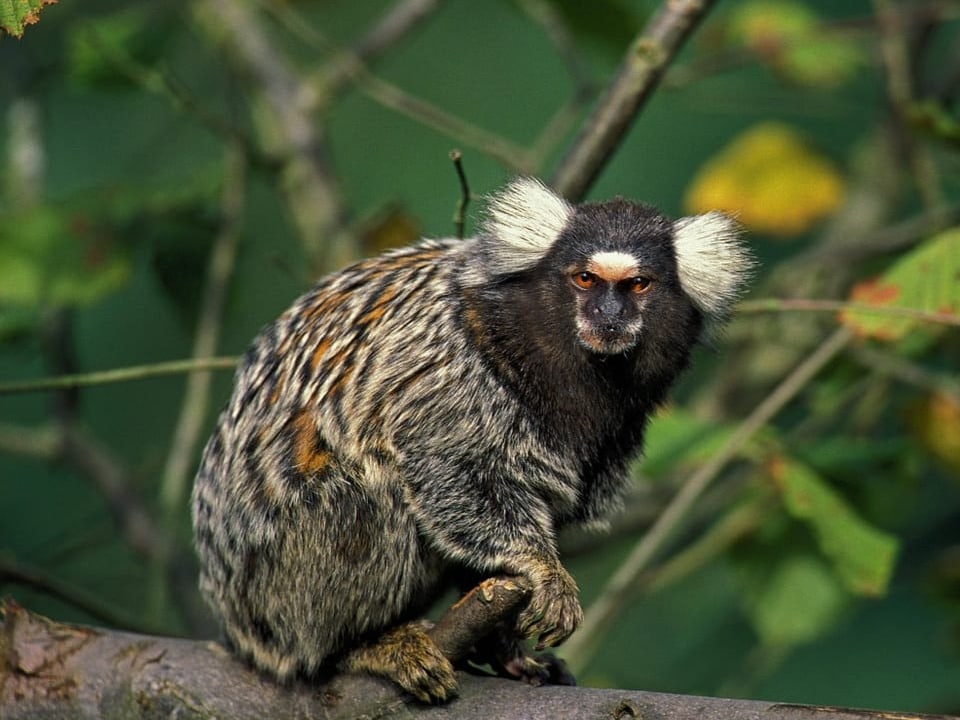 Gedächtniskünstler: Hunde, die nicht vergessen - Wissen - SRF