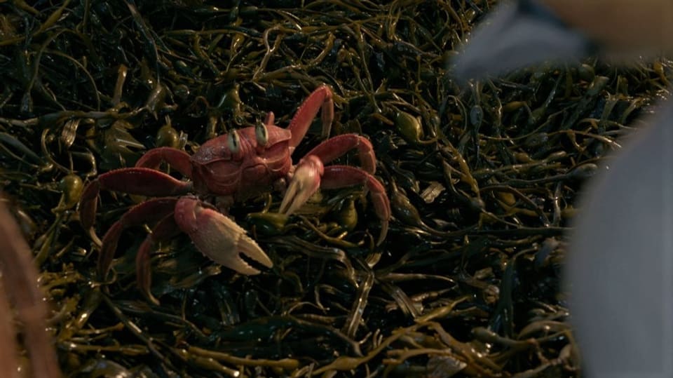 Neu im Kino - «Arielle, die Meerjungfrau»: fast wie das Original – nur ...