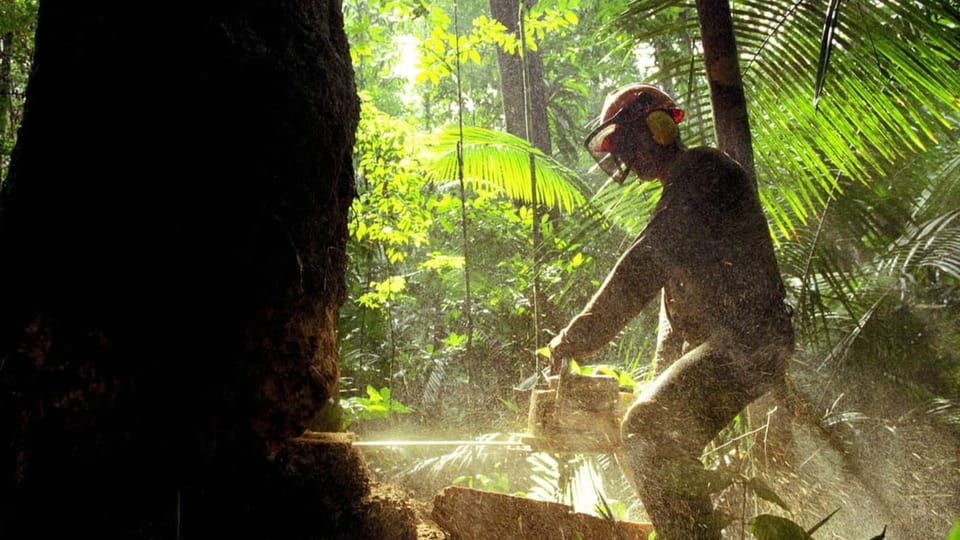 Zerstörung des Regenwaldes - Amazonas-Abholzung in Brasilien erreicht ... Zerstörung des Regenwaldes - Amazonas-Abholzung in Brasilien erreicht ...