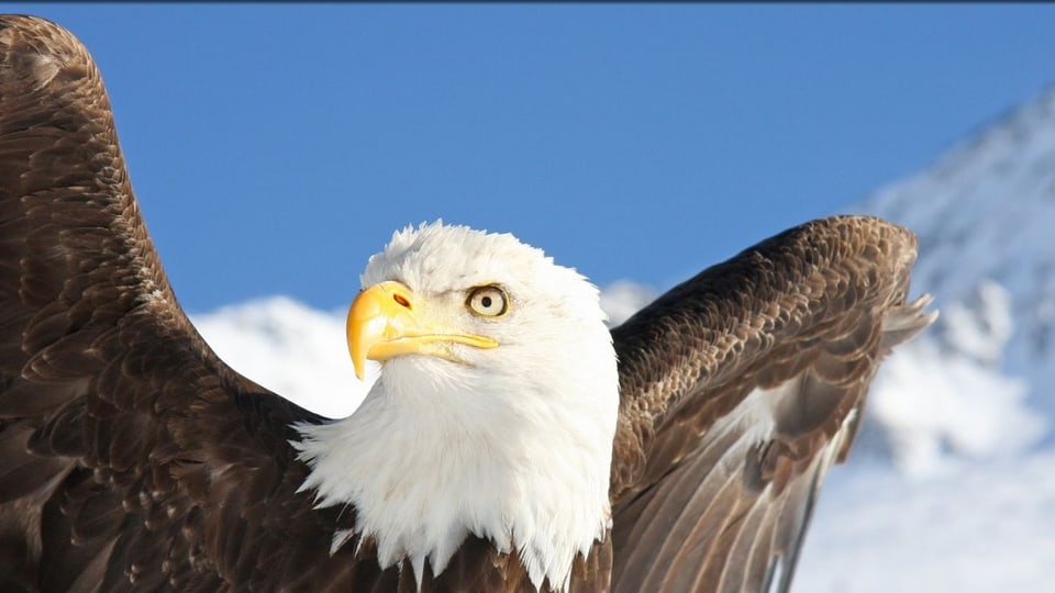 Natur & Tiere - Showtime mit Sherkan - Wissen - SRF