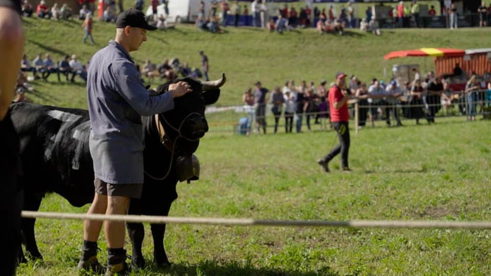Eringer-Kuhkämpfe - Kuhkämpfe im Wallis: Tradition oder unmoralisches Spektakel? - News - SRF