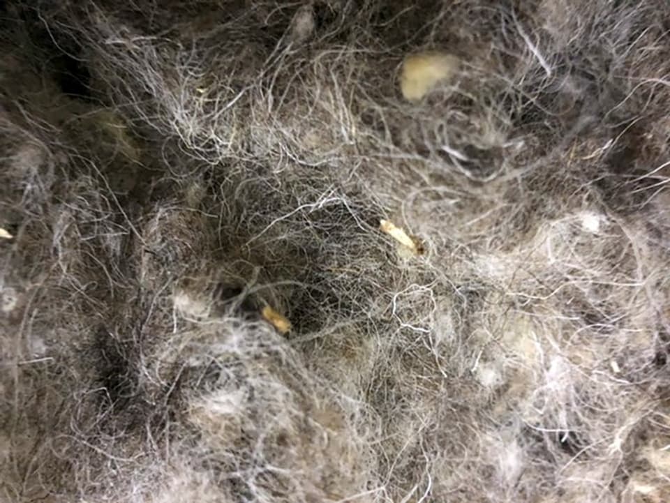 Lausiges Material? - Motten-Horror in der Bio-Isolation - News - SRF