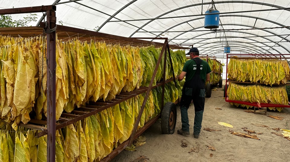 Tabak aus der Schweiz - Lohnt es sich noch, Tabak anzupflanzen? - News ...