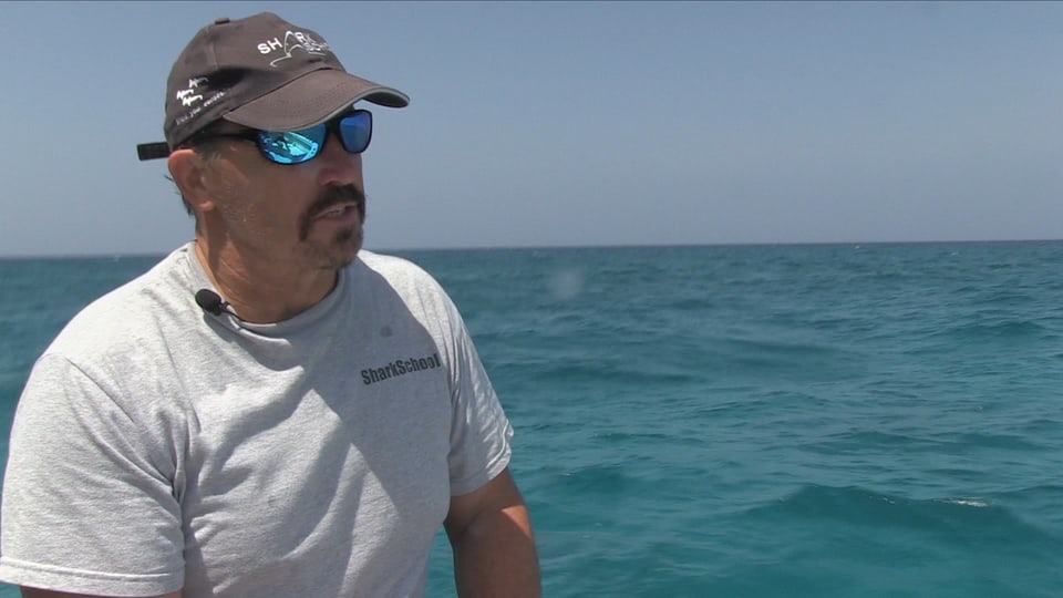 Hai-Forscher Erich Ritter - «Haie sind nicht gefährlich» - News - SRF