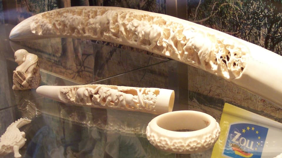 Aargau Solothurn - Ein Geschenk aus Elfenbein - News - SRF