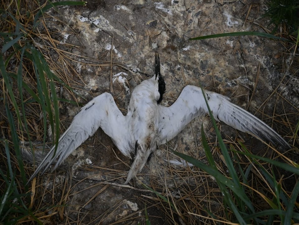 Vogelgrippe - Er musste zusehen, wie tausende Wildvögel den Virustod ...