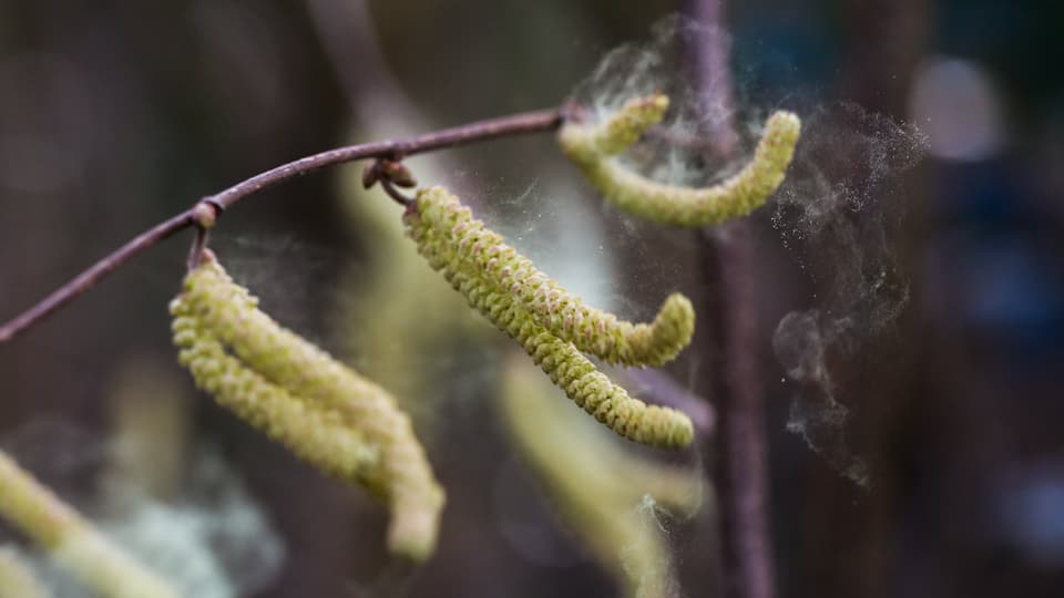 Hallo Heuschnupfen - Die ersten Pollen fliegen schon - Meteo - SRF