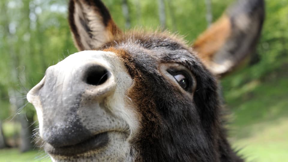 Natur & Tiere - Der Esel: Hommage an ein verkanntes Tier - Wissen - SRF