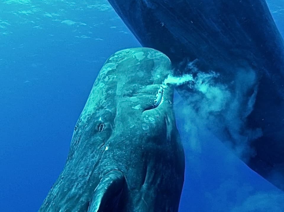 Neue Bilder aus Mauritius - Babysitter und Ammen: So kümmern sich ...