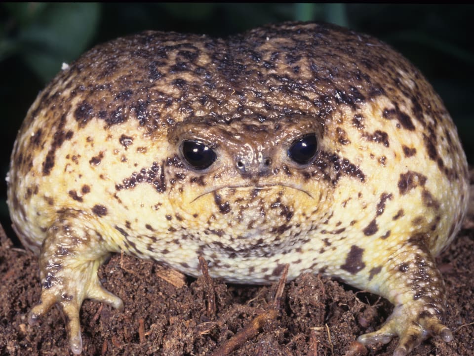 Natur & Tiere - Wechselwarme Überlebenskünstler - Wissen - SRF