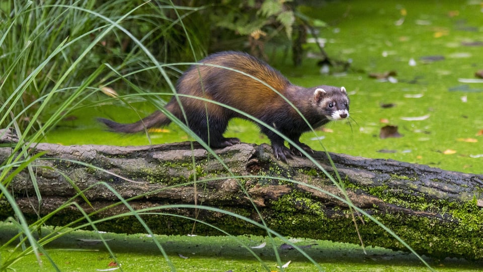 Tier des Jahres 2024 - Im Ausgang mit dem Iltis - News - SRF
