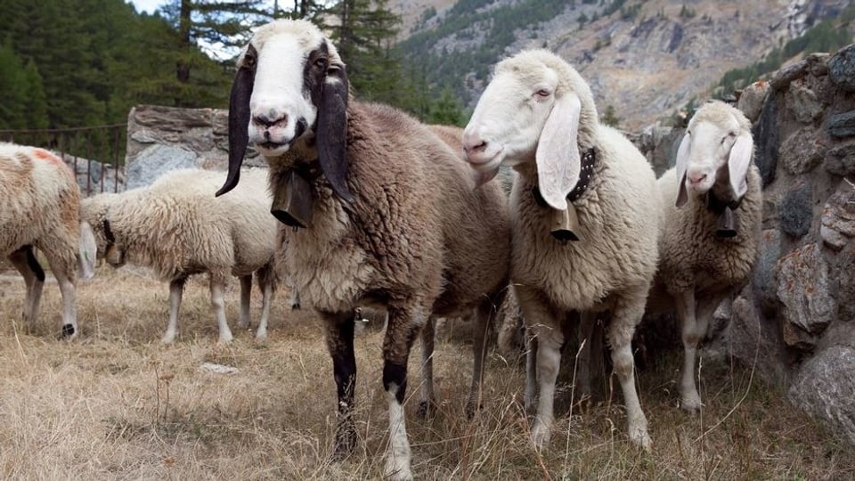 Vom Aussterben bedrohte Schafe - Wunderbare Ver-Mäh-rung - News - SRF