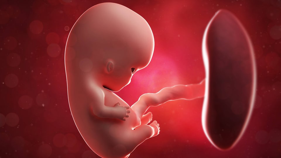 «Human Placenta Project» - Die Plazenta – eine Herausforderung für die ...