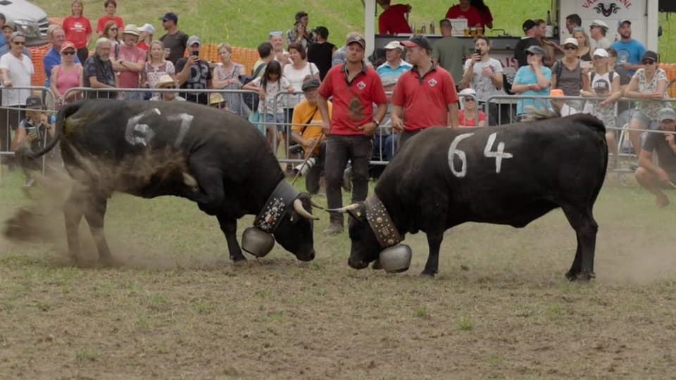 Eringer-Kuhkämpfe - Kuhkämpfe im Wallis: Tradition oder unmoralisches Spektakel? - News - SRF