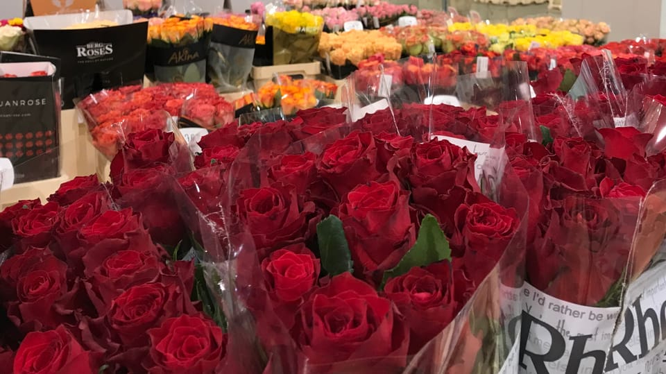 Valentinstag - Die roten Rosen sind am begehrtesten - News - SRF
