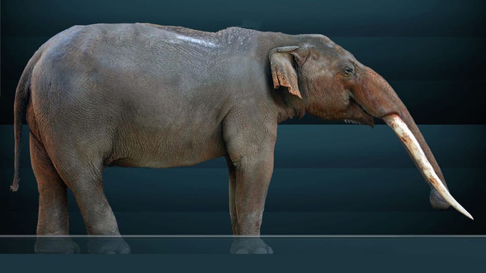 Natur & Tiere - Das folgenschwere Verschwinden der Urzeit-Riesen ...