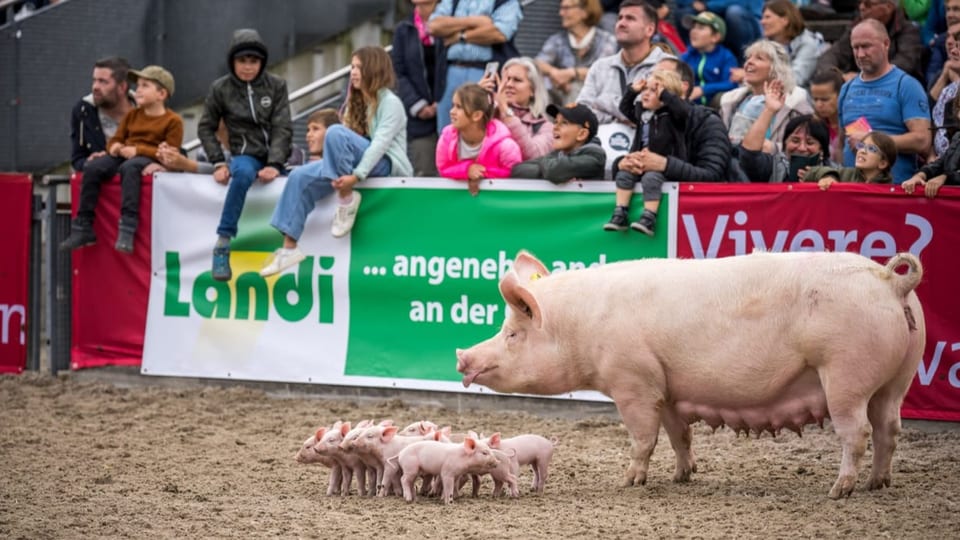 Pandemie-Jahre setzen Olma zu - Die Olma braucht Geld und lanciert eine ...