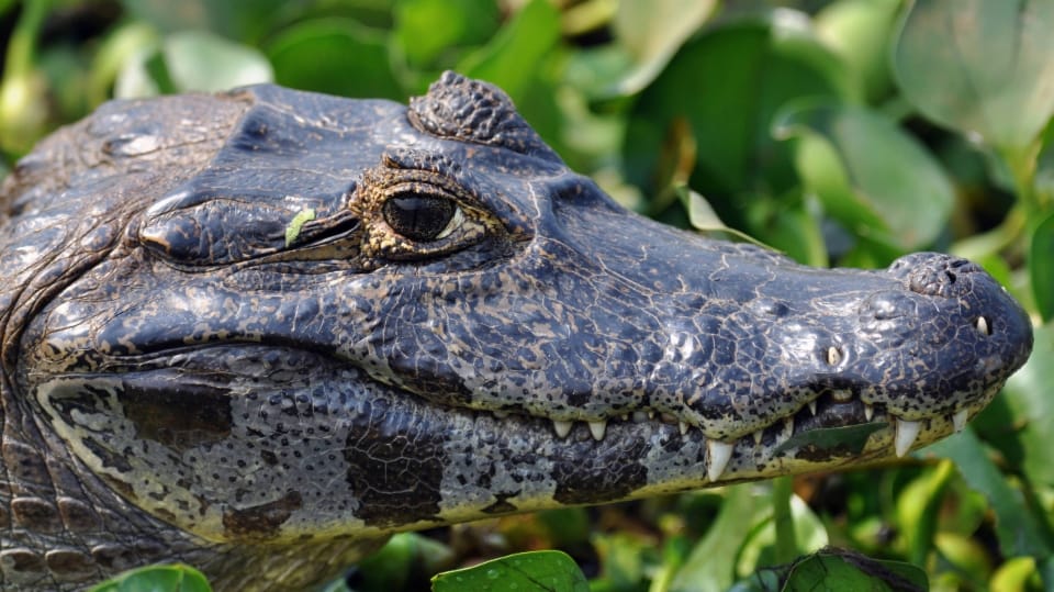Exotisches Tier - Fischer sichtet Kaiman im Hallwilersee - News - SRF