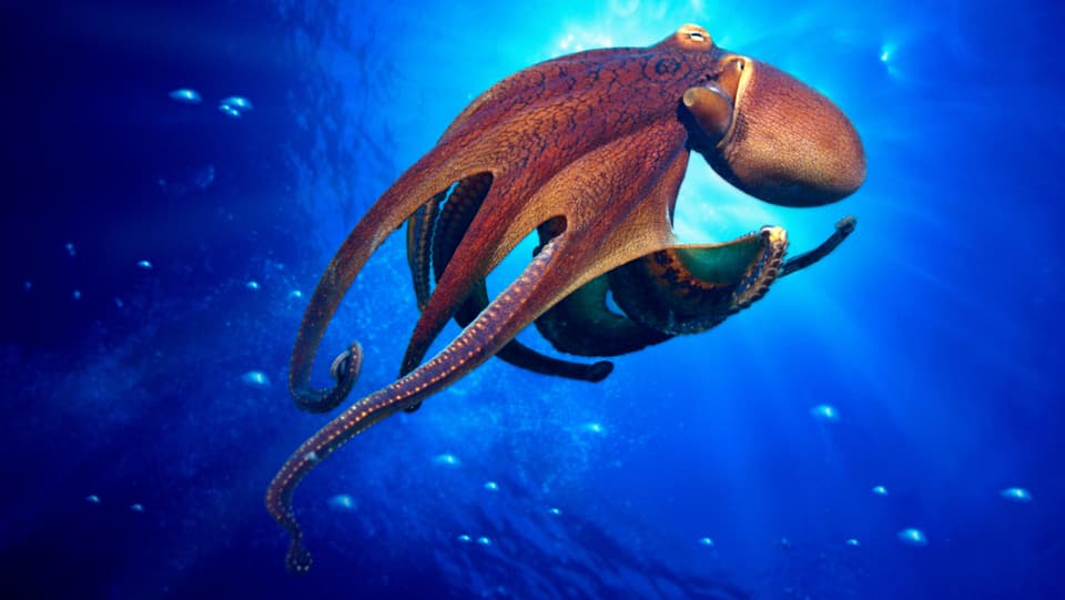 Faszination Oktopus - In der Tiefe des Meeres auf der Höhe der Zeit ...