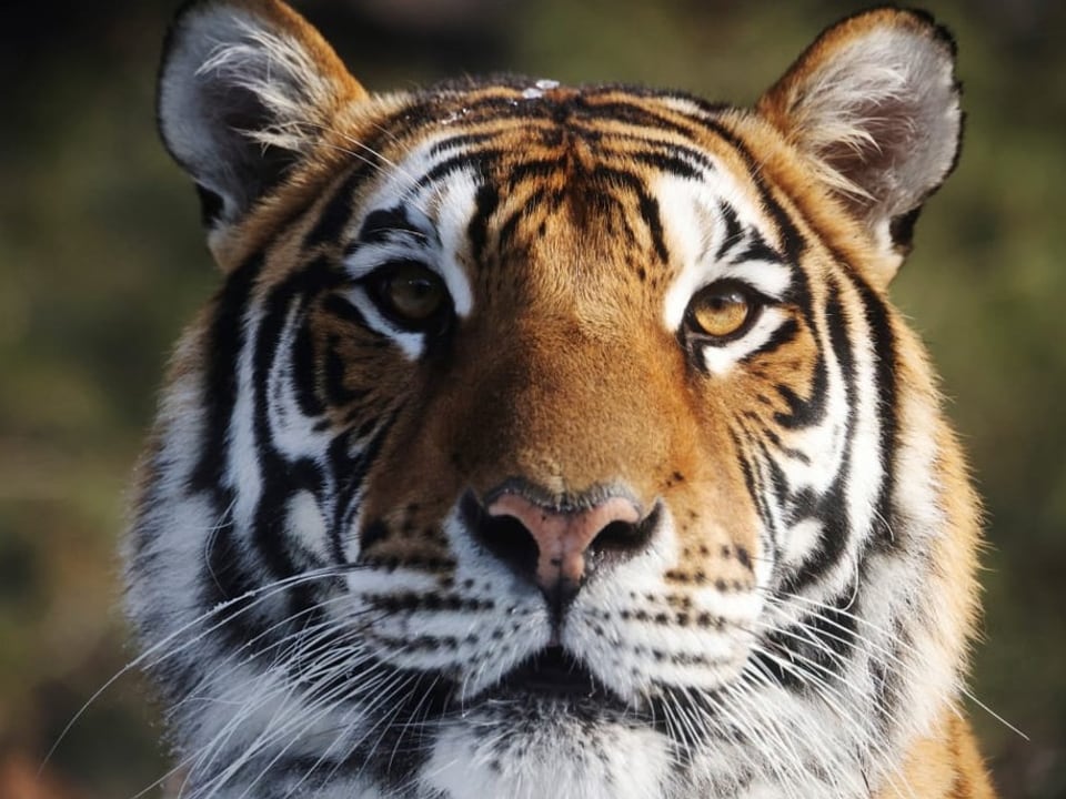 WWF-Jahresbilanz - Welche Tiere verschwinden und welche ihr Comeback ...