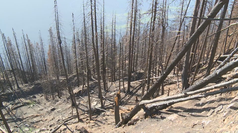 Nach Inferno bei Bitsch (VS) - «Der Wald bei Bitsch ist tot, aber die ...