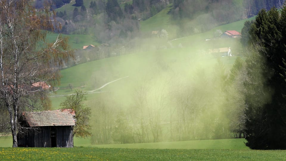Rekordverdächtiger Pollenflug - Pollen belästigen Schweizer - Meteo - SRF