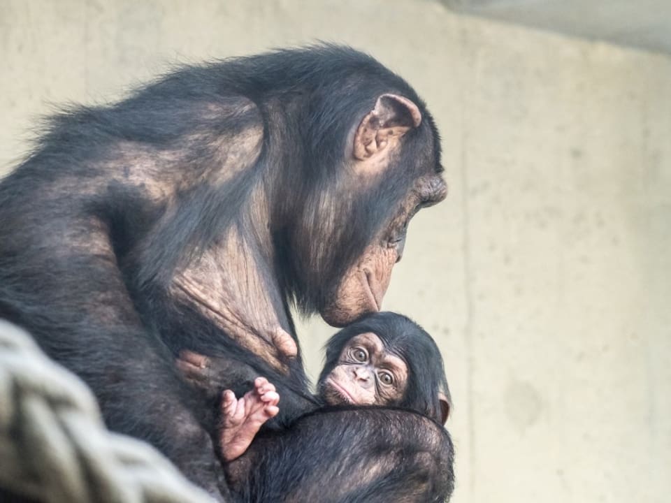 Wilde Familie - Schimpansen-Baby im Basler Zoo geboren - News - SRF