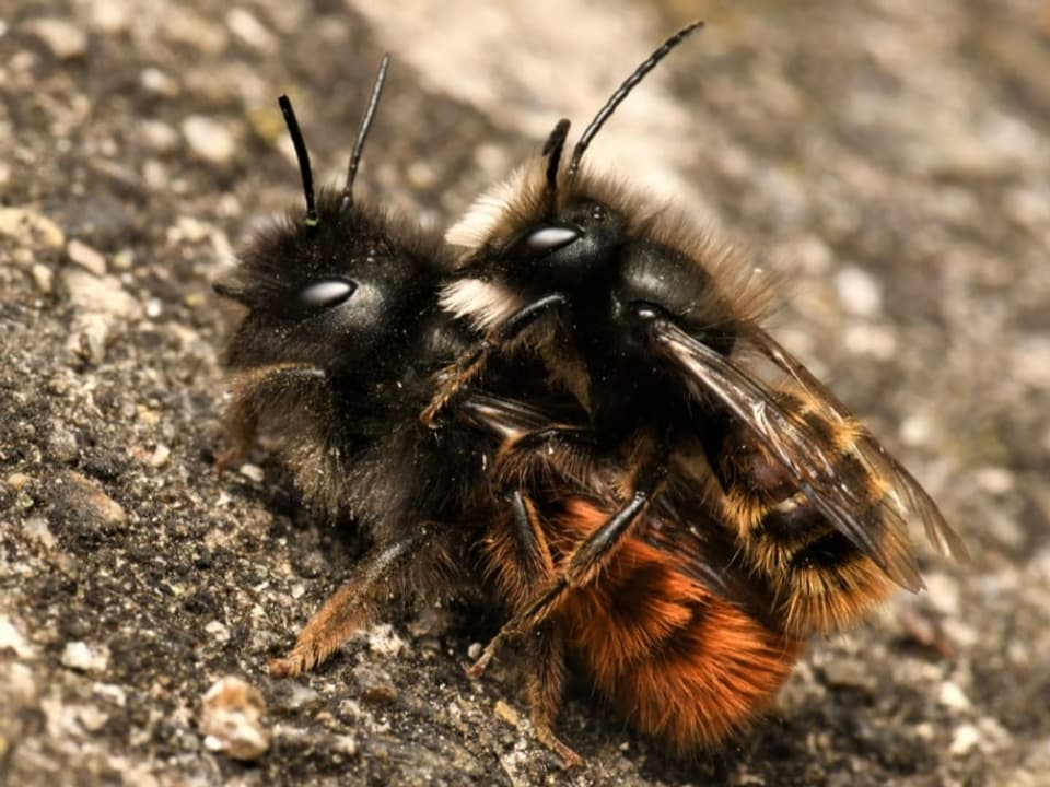 Faszination Insekten - Insektenfotograf: «Insekten sind Superhelden ...