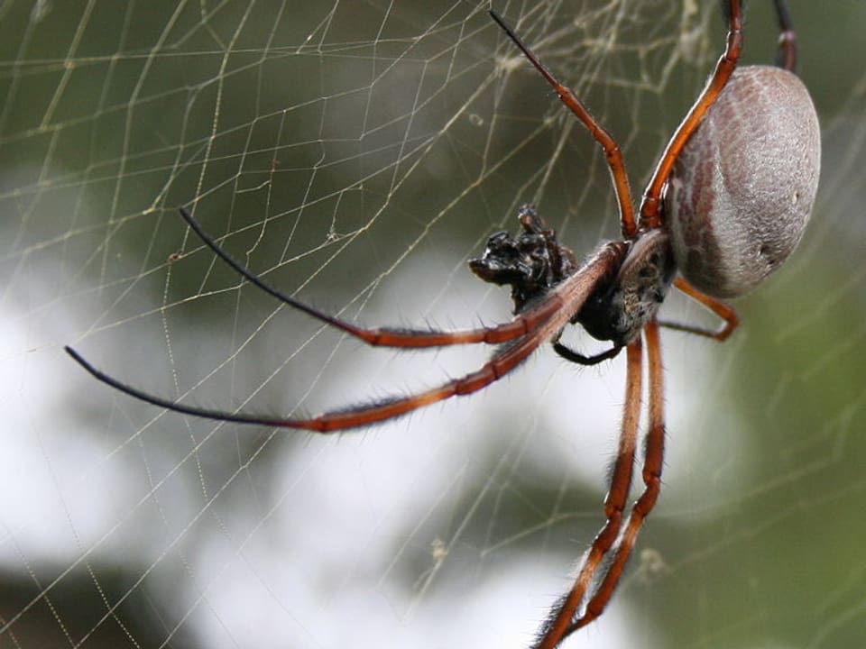 Natur & Tiere - Spinnenseide als Lichtleiter - Wissen - SRF