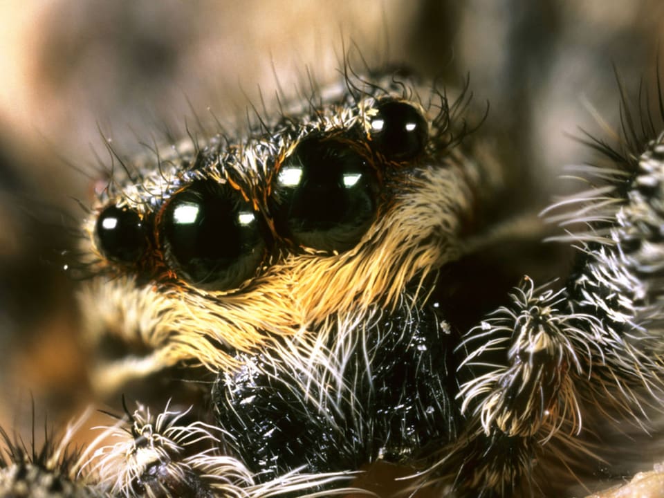 Natur & Tiere - Was sehen Tiere? - Wissen - SRF