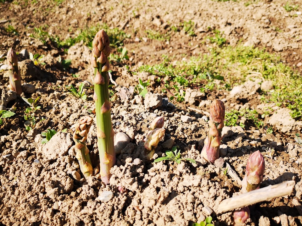 Solothurner Spargelernte - «Schweizer Spargel ist ein exklusives ...