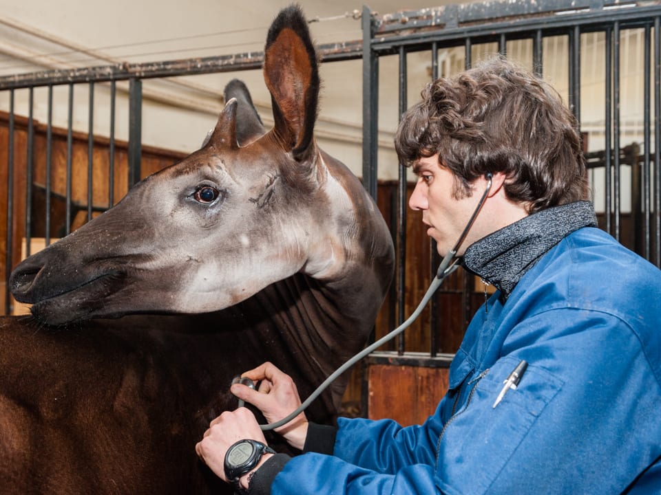 Basel Baselland - Die Tüftler-Tierärzte vom Basler Zolli - News - SRF