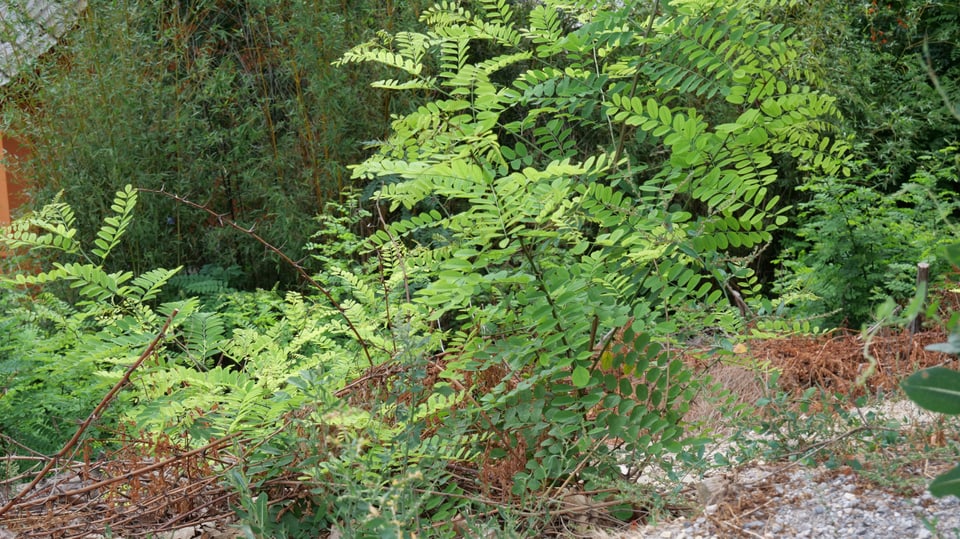 Fremde Pflanzen - Ewiger Kampf gegen invasive Neophyten – Zweifel ...