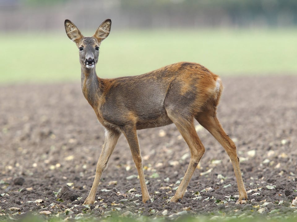 Reh oder Hirsch: Was unterscheidet die beiden Waldtiere? - Kids - SRF