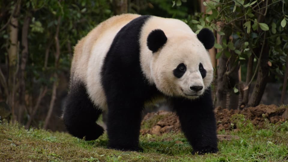 Gefährdete Art - In China leben wieder mehr Pandas in freier Wildbahn ...