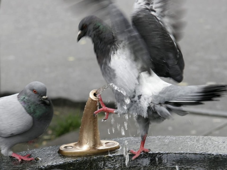 Gegen Taubenplage in Basel - Helfen Taubenschläge im Kampf gegen die ...