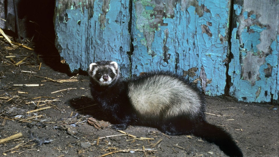 Tier des Jahres 2024 - Im Ausgang mit dem Iltis - News - SRF