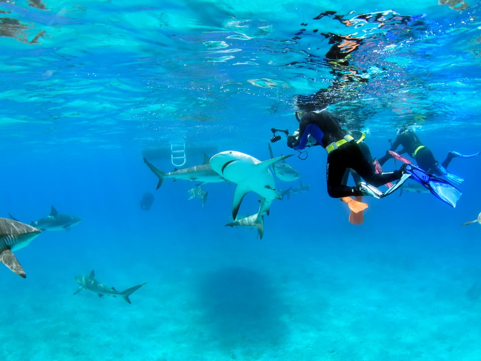 Hai-Forscher Erich Ritter - «Haie sind nicht gefährlich» - News - SRF