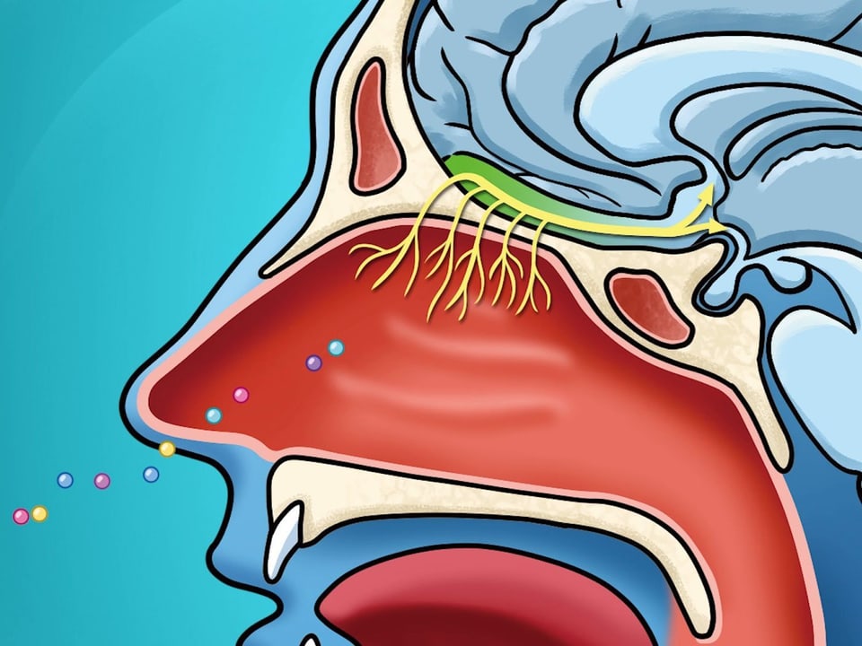 Die Nase – Aufbau und Funktion für Kinder erklärt - SRF school - SRF